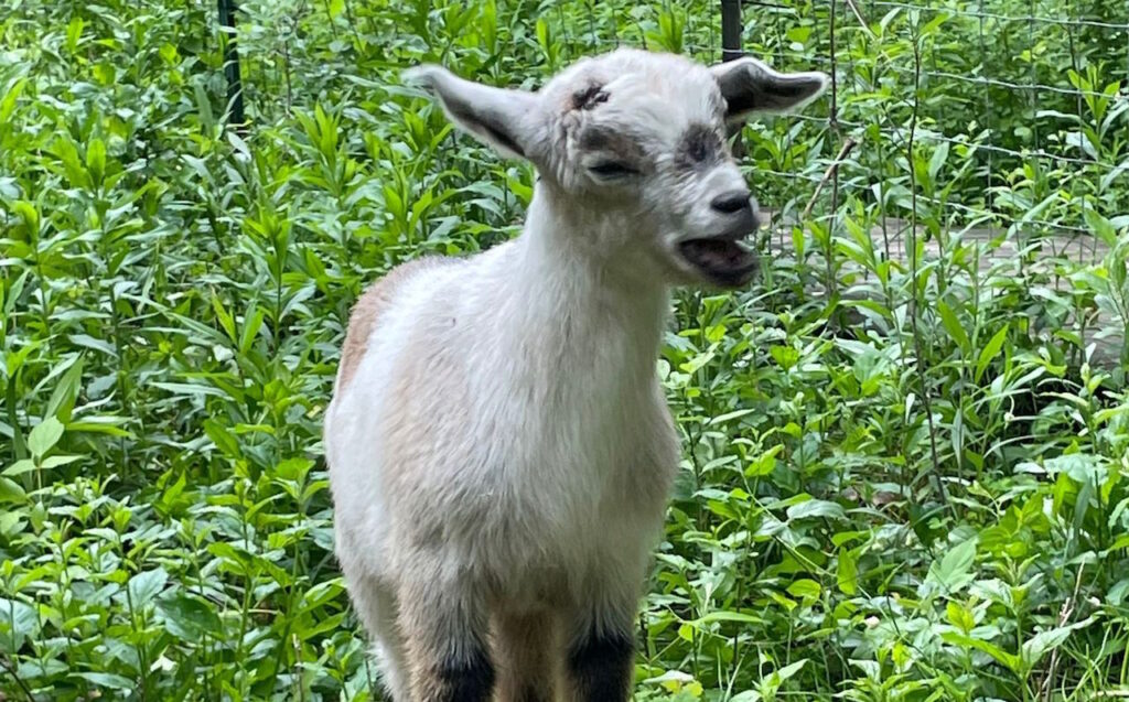 Weed eating goats are returning to Kaukauna's 1000 Islands; here’s how ...