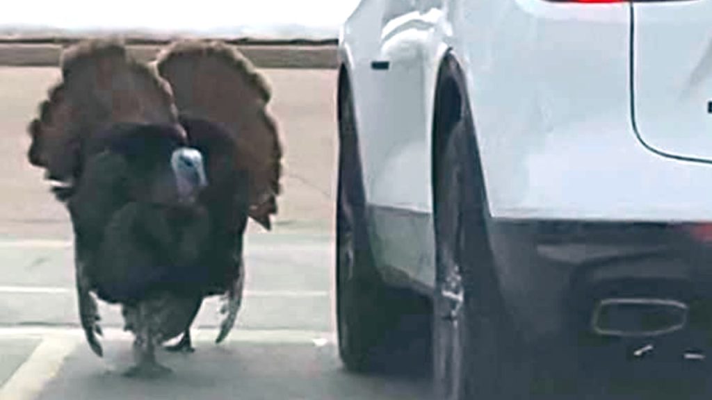 Here's why turkeys are chasing cars at Kaukauna High School - Kaukauna ...