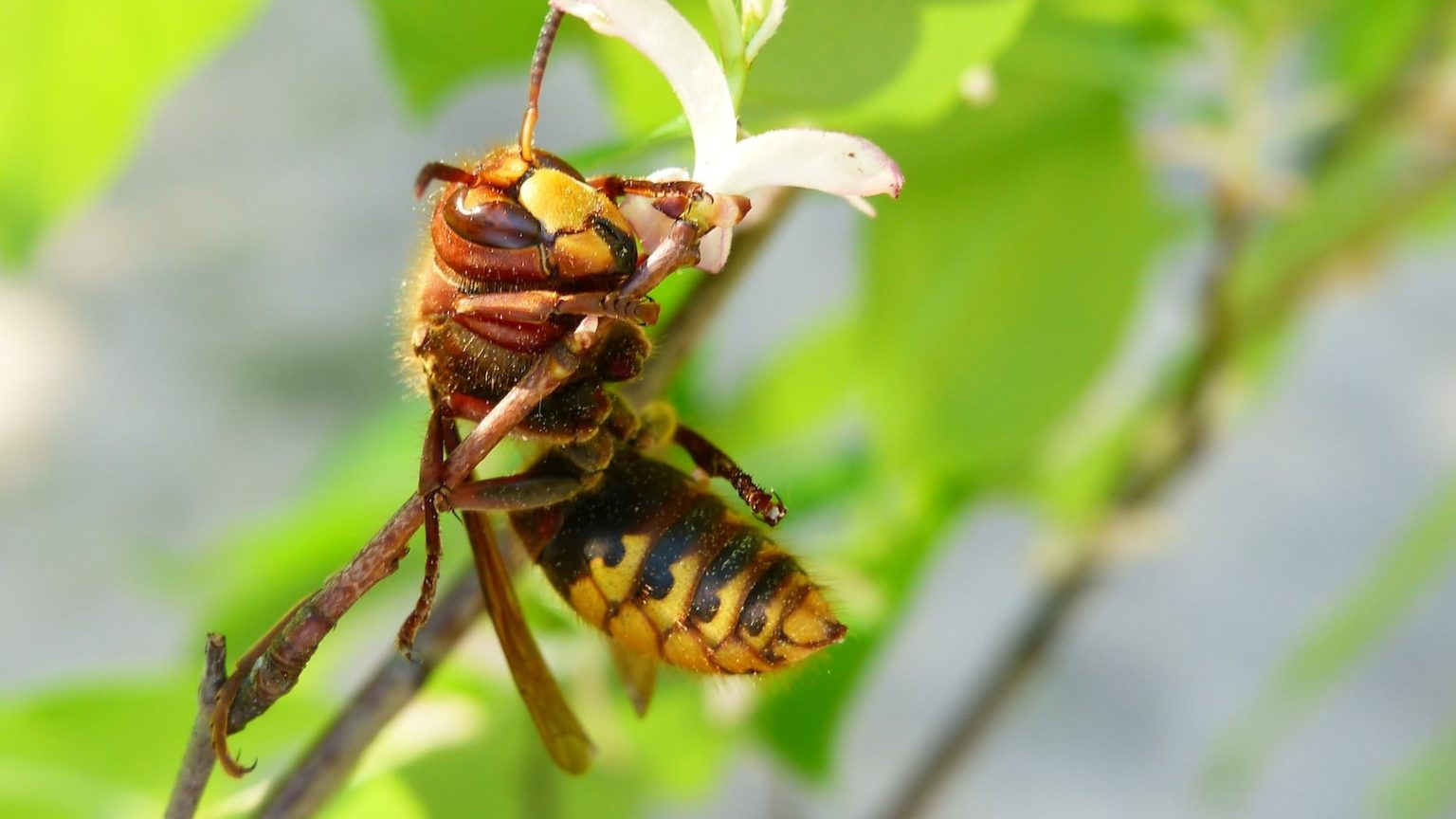 Warning: Yellow jackets swarming near nature center in Kaukauna ...