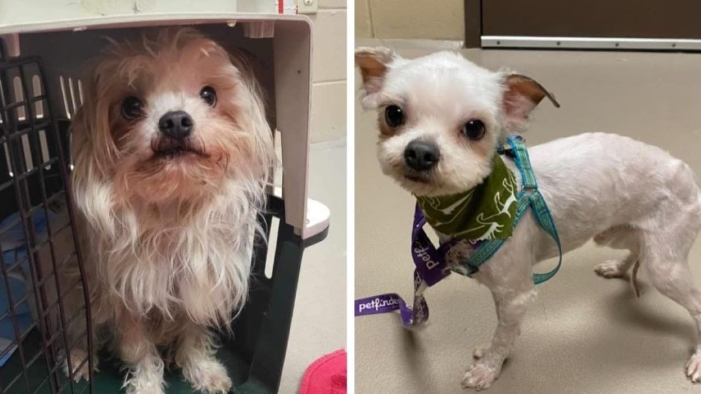 28 dogs, many malnourished, rescued from Calumet County hoarder - Fox ...