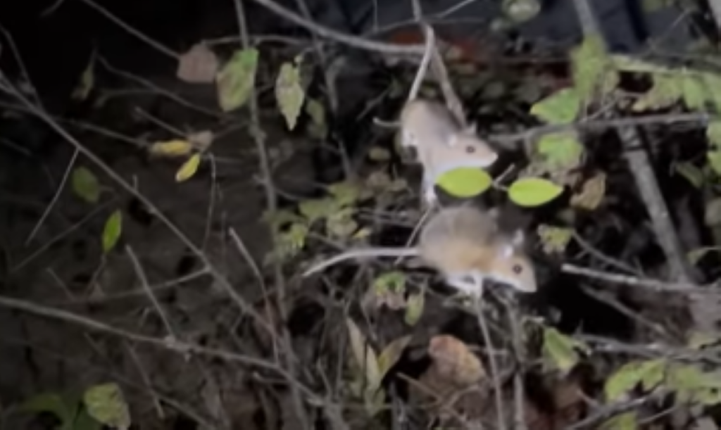 Door County island overrun with mice, scaring skittish campers ...