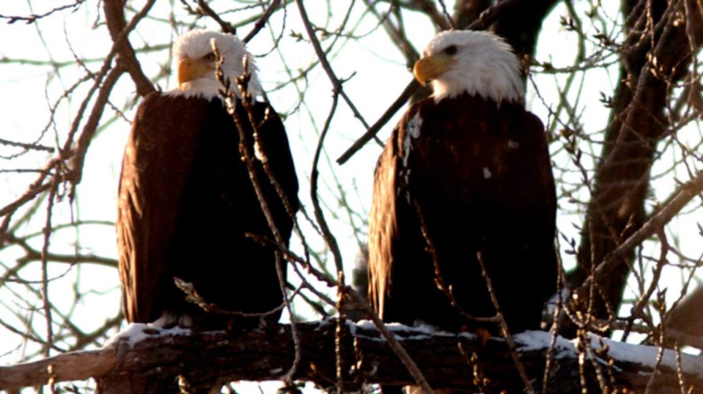 Now is the peak time for bald eagle viewing - Kaukauna Community News