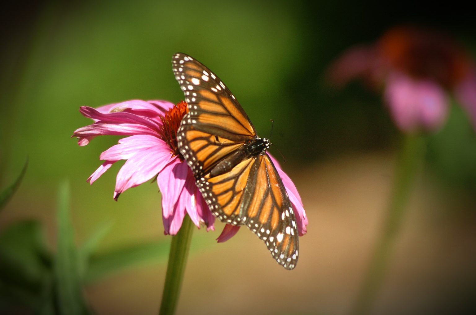 Monarch migration under way, following Fox River on return journey to ...